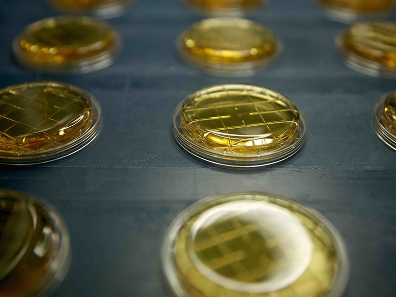 Wound Treatment with Larvae – Stories | EMD Group